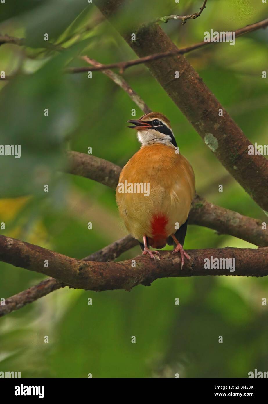 Indian Pitta (Pitta brachyura) adult perched on branch calling Sri ...