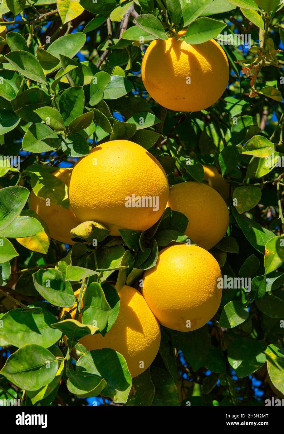 Coachella valley cactus hi-res stock photography and images - Alamy