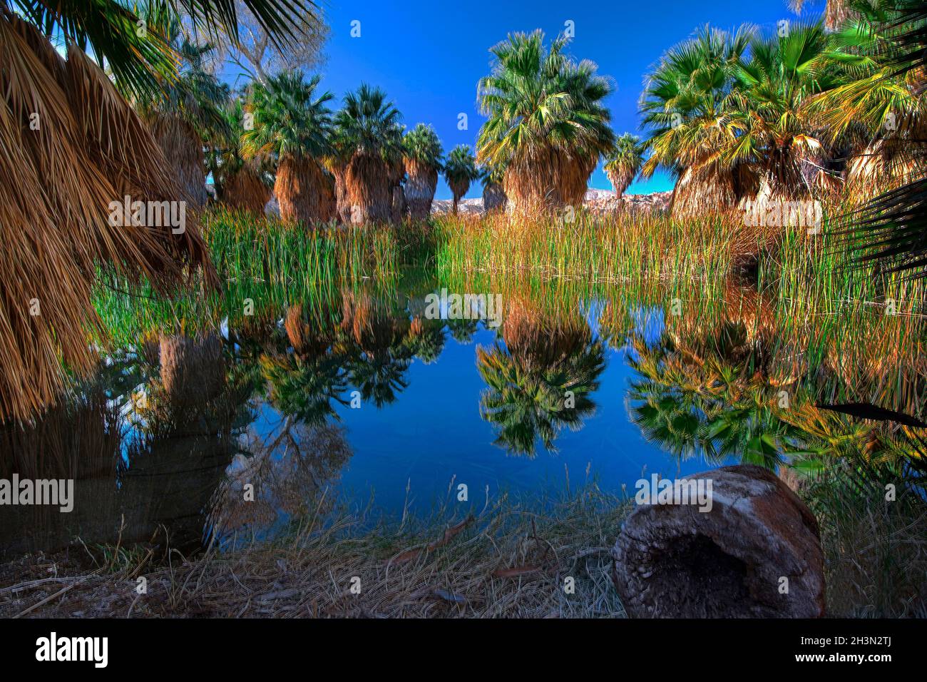 Simone Pond, McCallum Pond, Thousand Palms Oasis, Coachella Valley ...