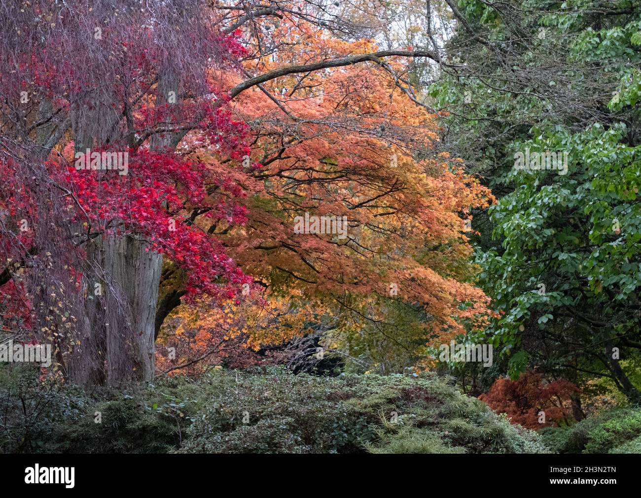 Variety of trees including acer, cherry and maple trees in a blaze of ...