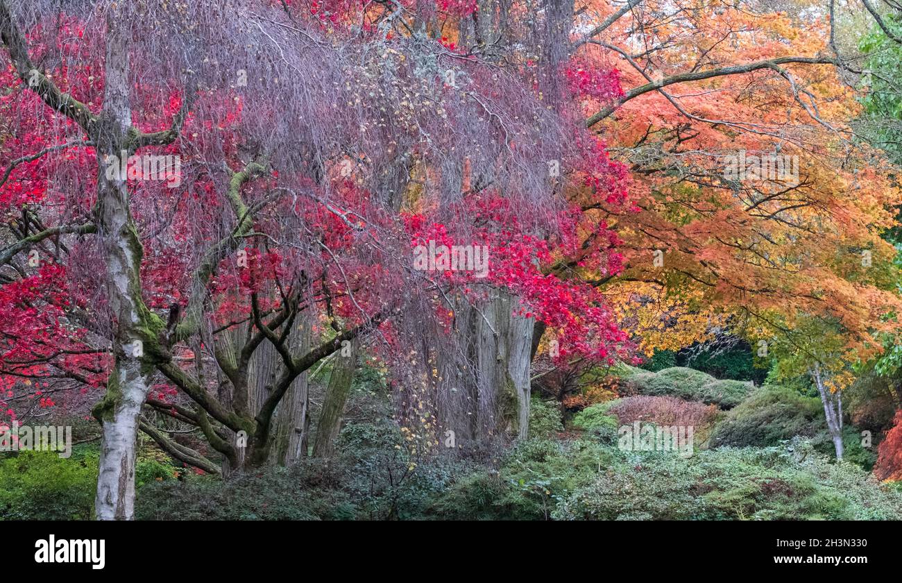 Variety of trees including acer, cherry and maple trees in a blaze of ...