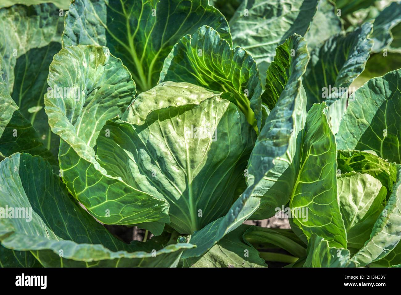 Cabbage in the garden Stock Photo - Alamy