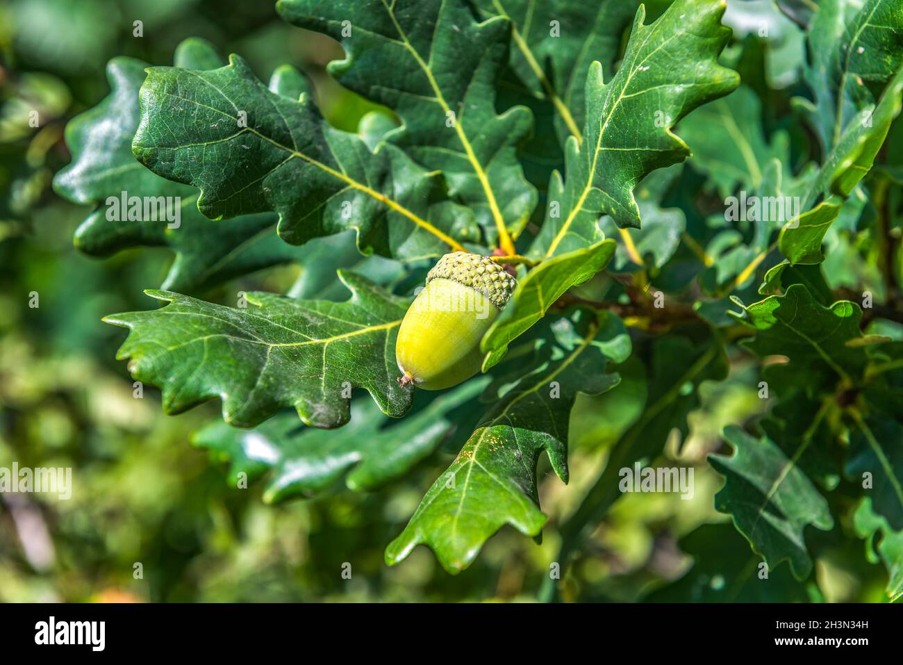 Acorn on oak Stock Photo - Alamy