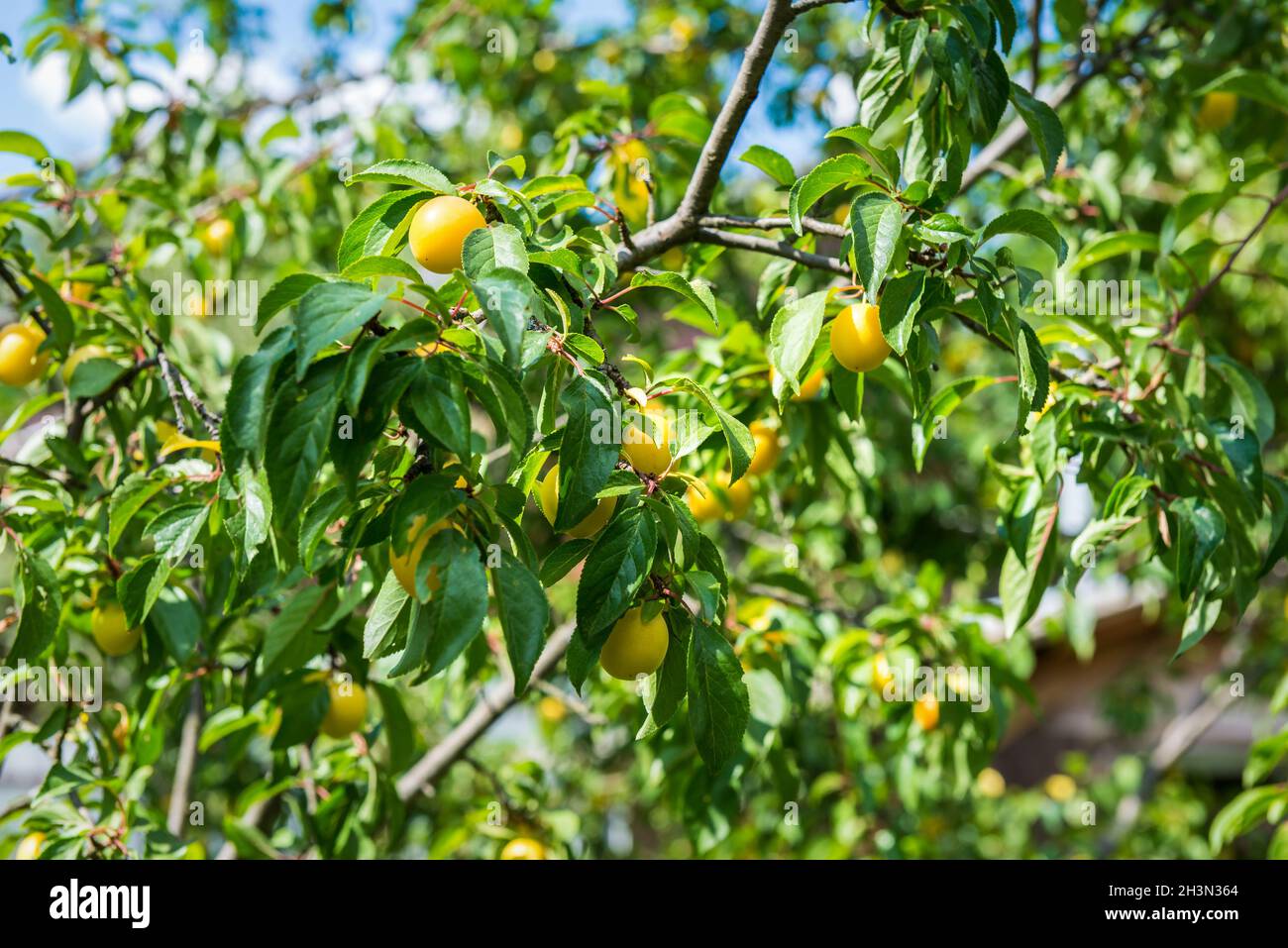 Plums on tree hi-res stock photography and images - Alamy