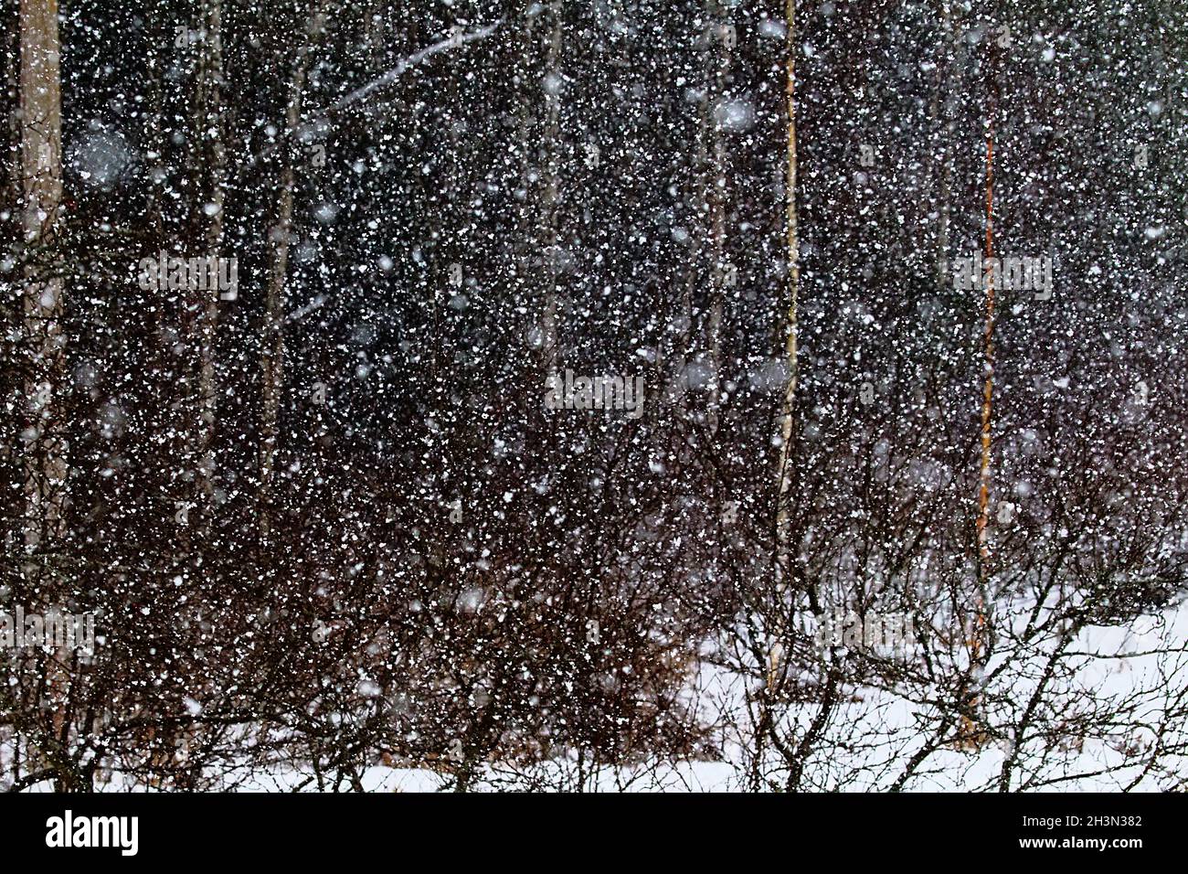 Heavy snowfall in January forest. The beauty of a snowy winter Stock ...