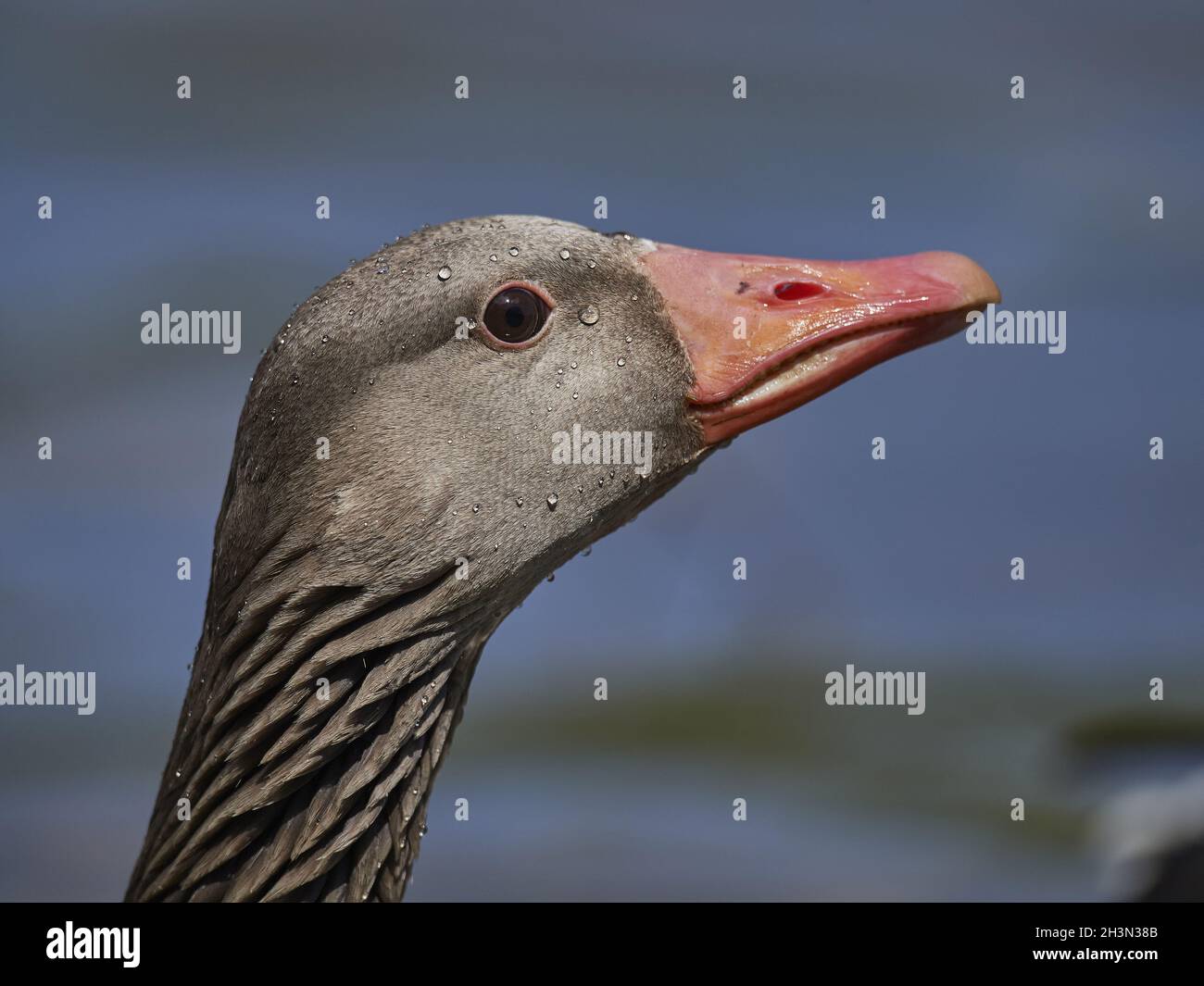 Frolicsome birds hi-res stock photography and images - Alamy