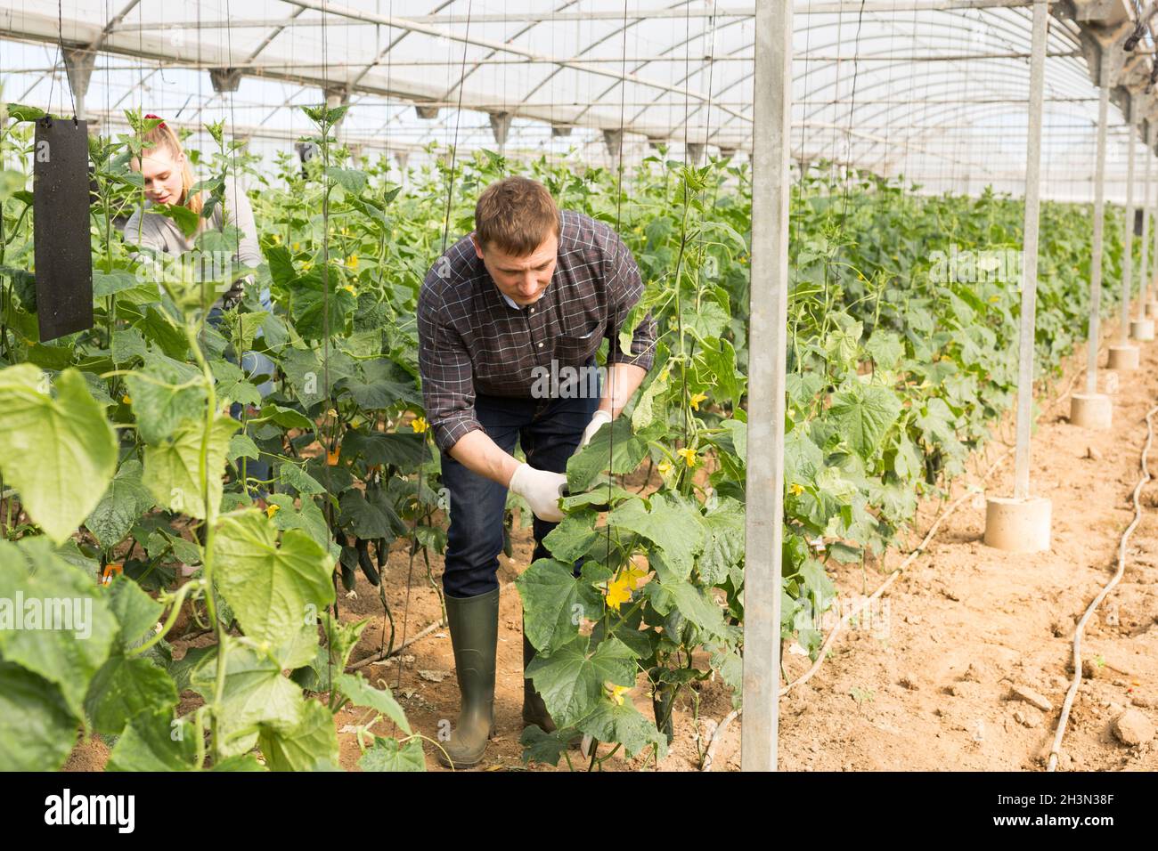 Farmer harvesting cucumbers Stock Photo - Alamy