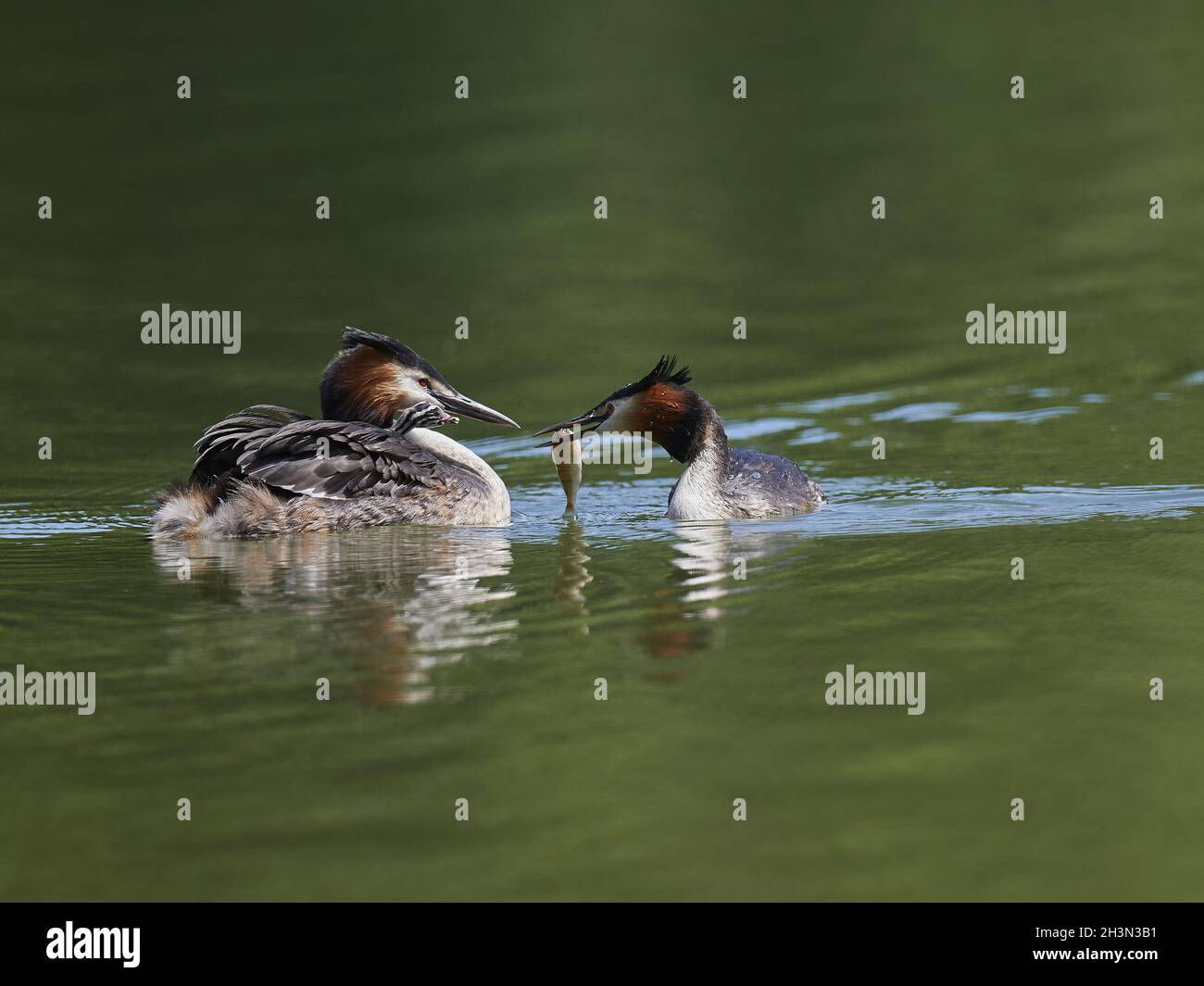 Great Crested Grebe Stock Photo - Alamy