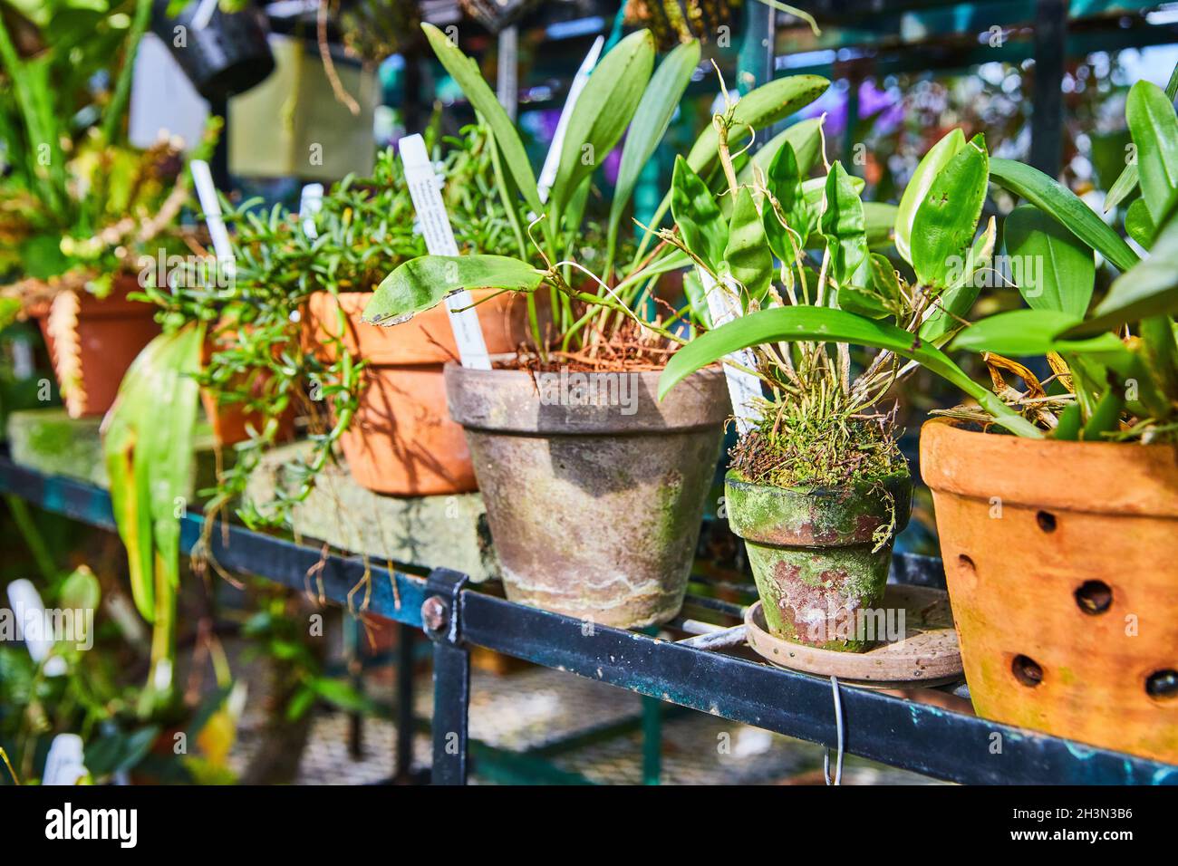 Row of small potted plants in greenhouse Stock Photo - Alamy
