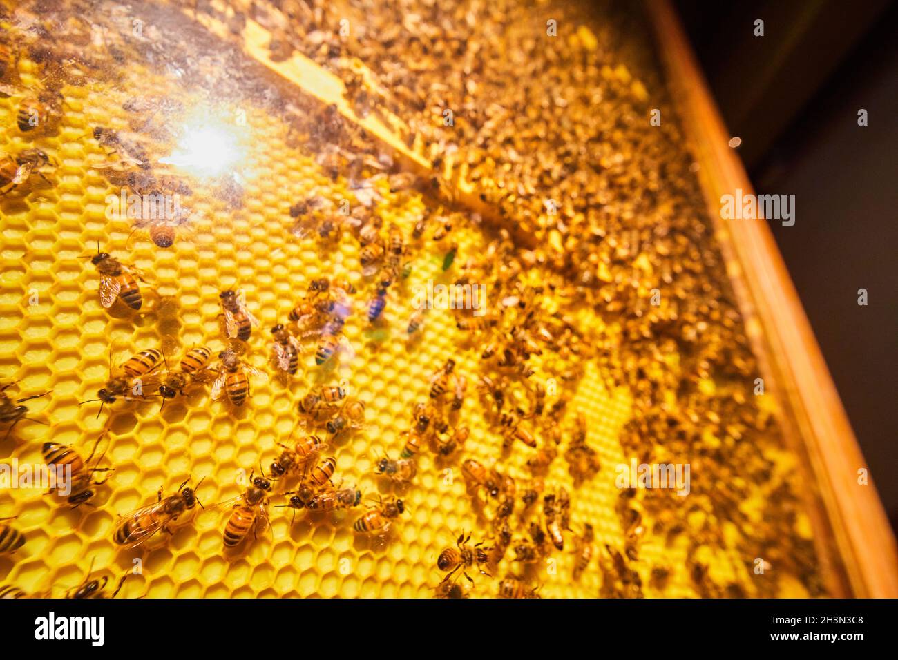 Display of bees and honeycombs in hive glass display Stock Photo - Alamy