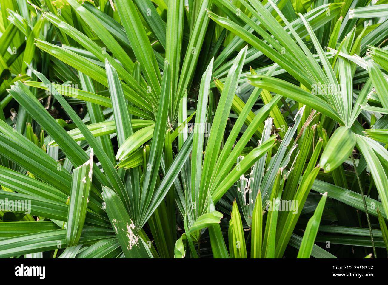 Tropical plant background hi-res stock photography and images - Alamy