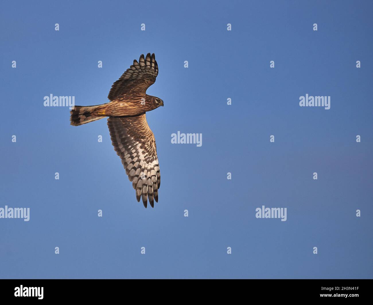 Hen harriers hi-res stock photography and images - Alamy