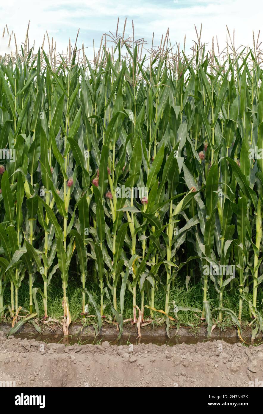 California corn irrigation hi-res stock photography and images - Alamy
