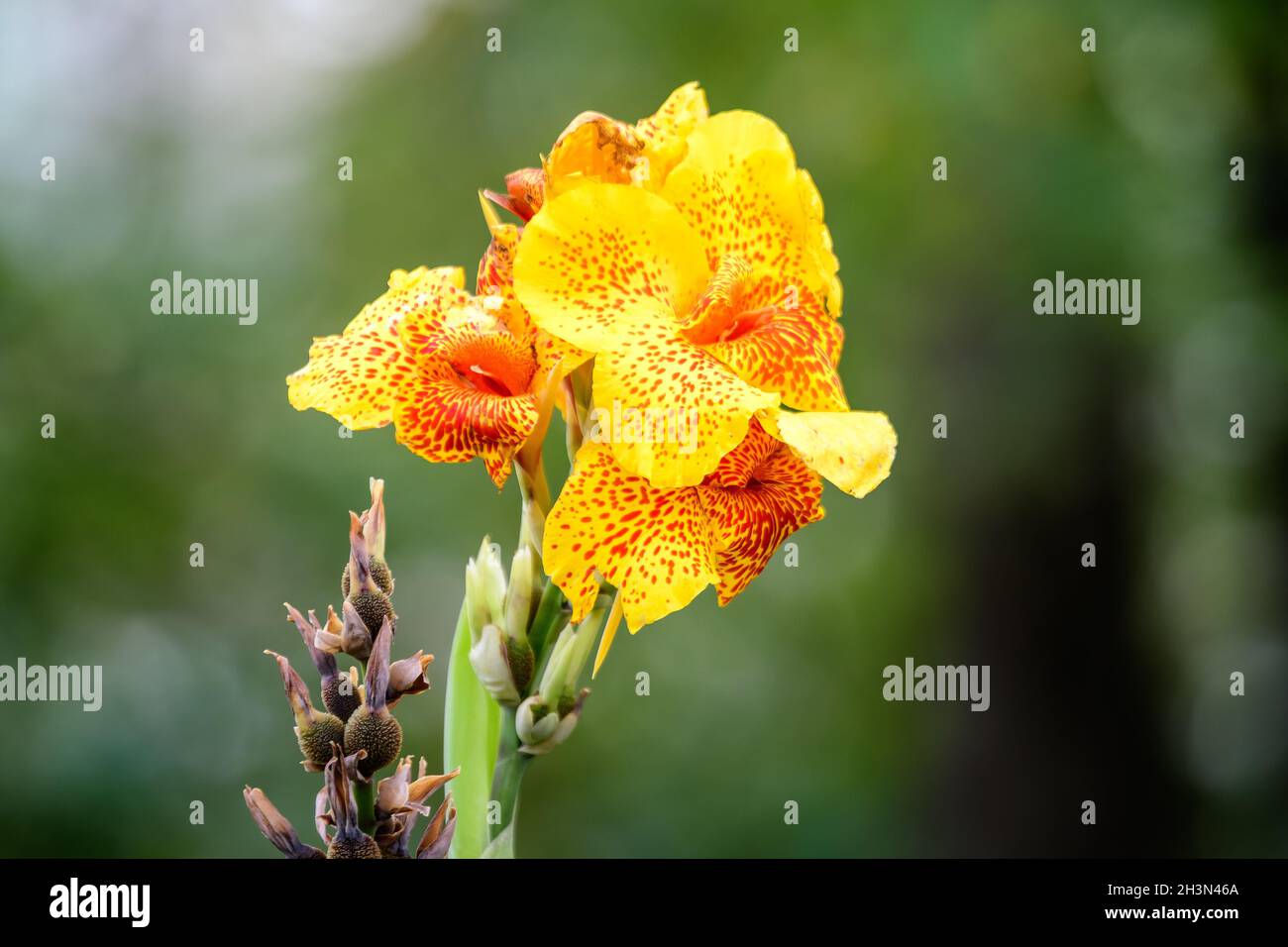 Vivid yellow flowers of Canna indica, commonly known as Indian shot ...