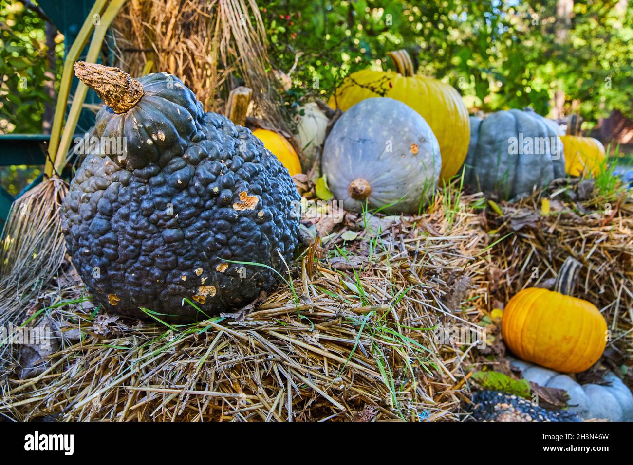 Black gourd and pumpkins on fall bale of hay Stock Photo - Alamy