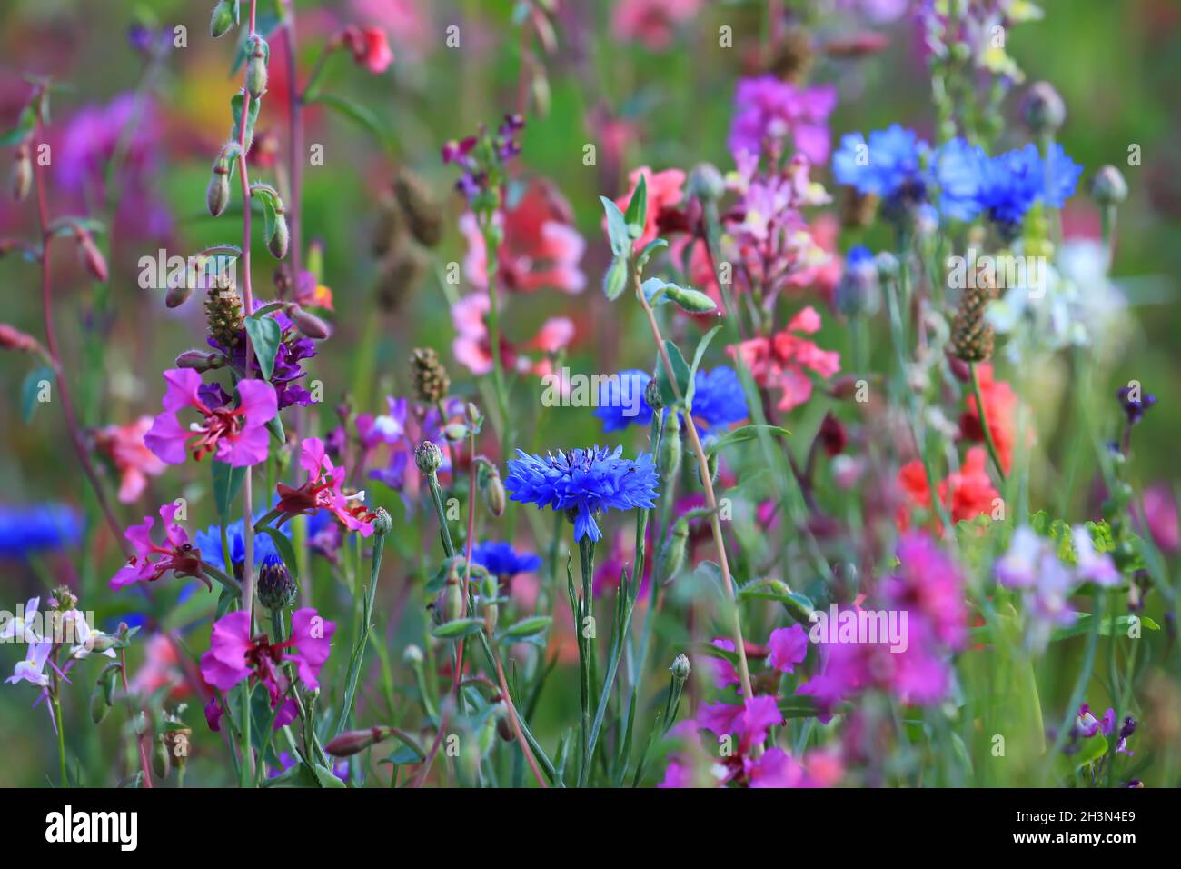 Colorful flower meadow Stock Photo - Alamy
