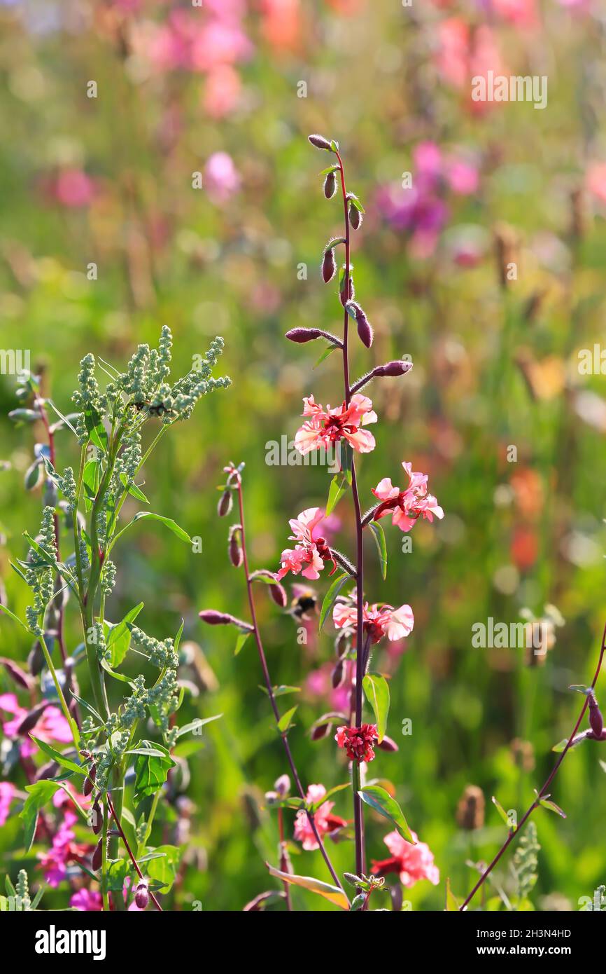 Dead tree from above Stock Photo - Alamy