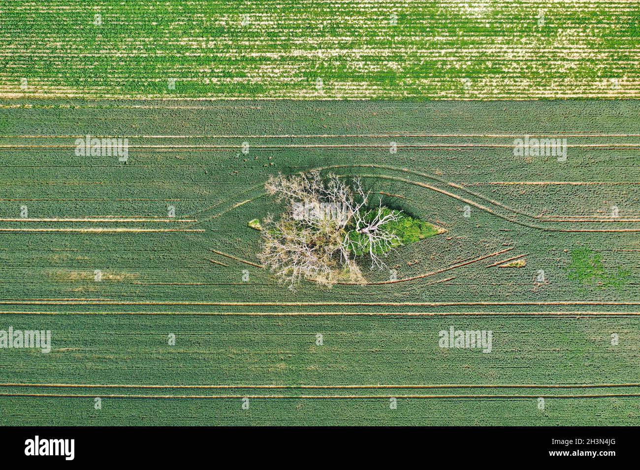 Dead tree from above Stock Photo - Alamy