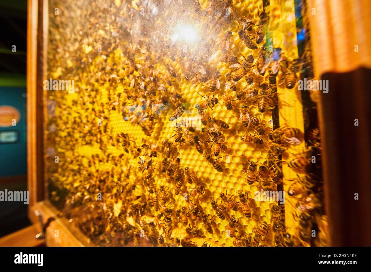 The beehouse hi-res stock photography and images - Alamy