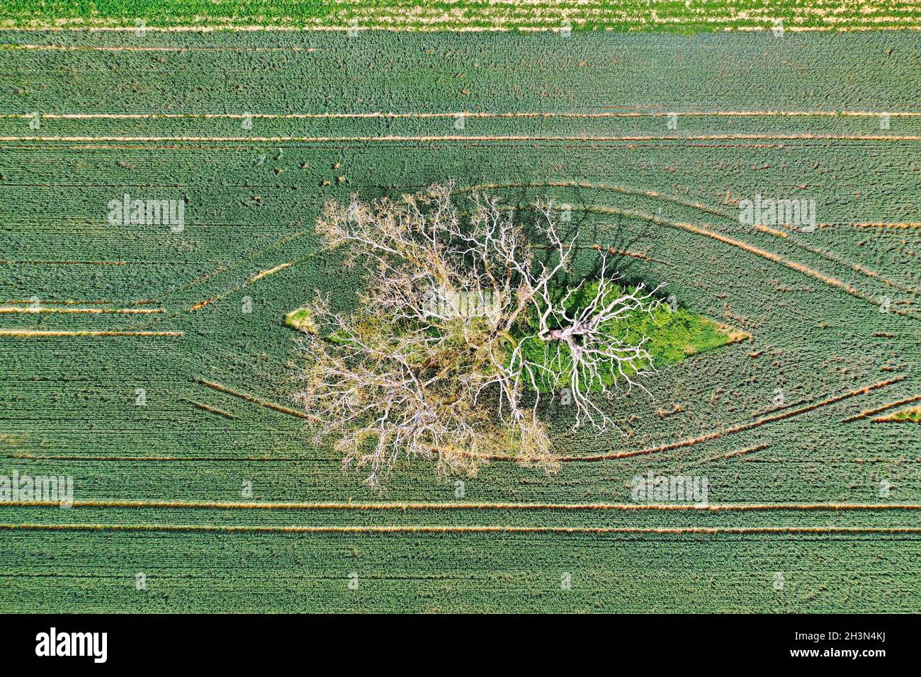Dead tree from above Stock Photo - Alamy