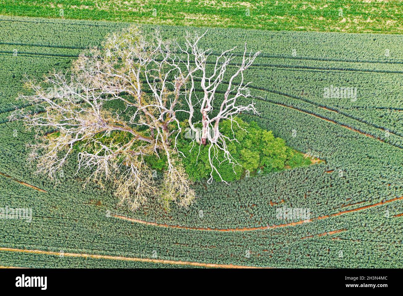 Dead tree from above Stock Photo - Alamy