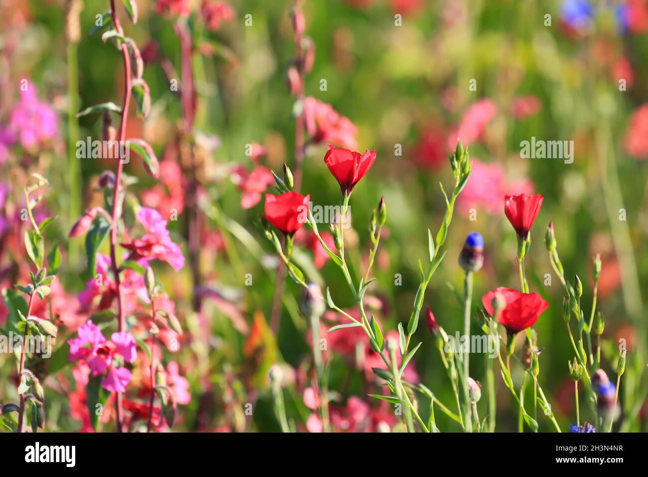 Colorful flower meadow Stock Photo - Alamy