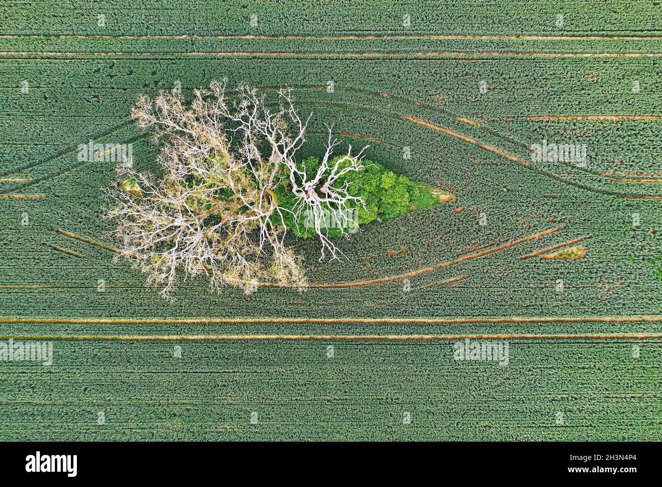 Dead tree from above Stock Photo - Alamy