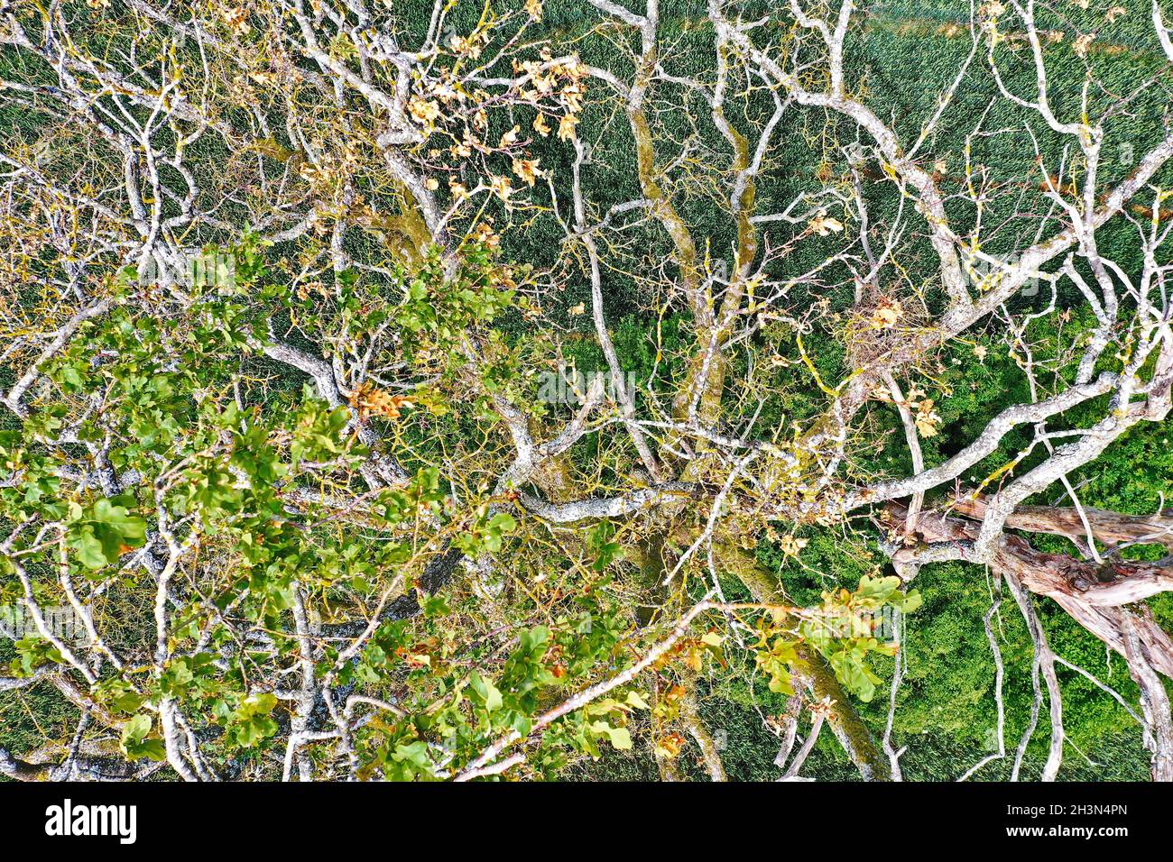 Dead tree from above Stock Photo - Alamy