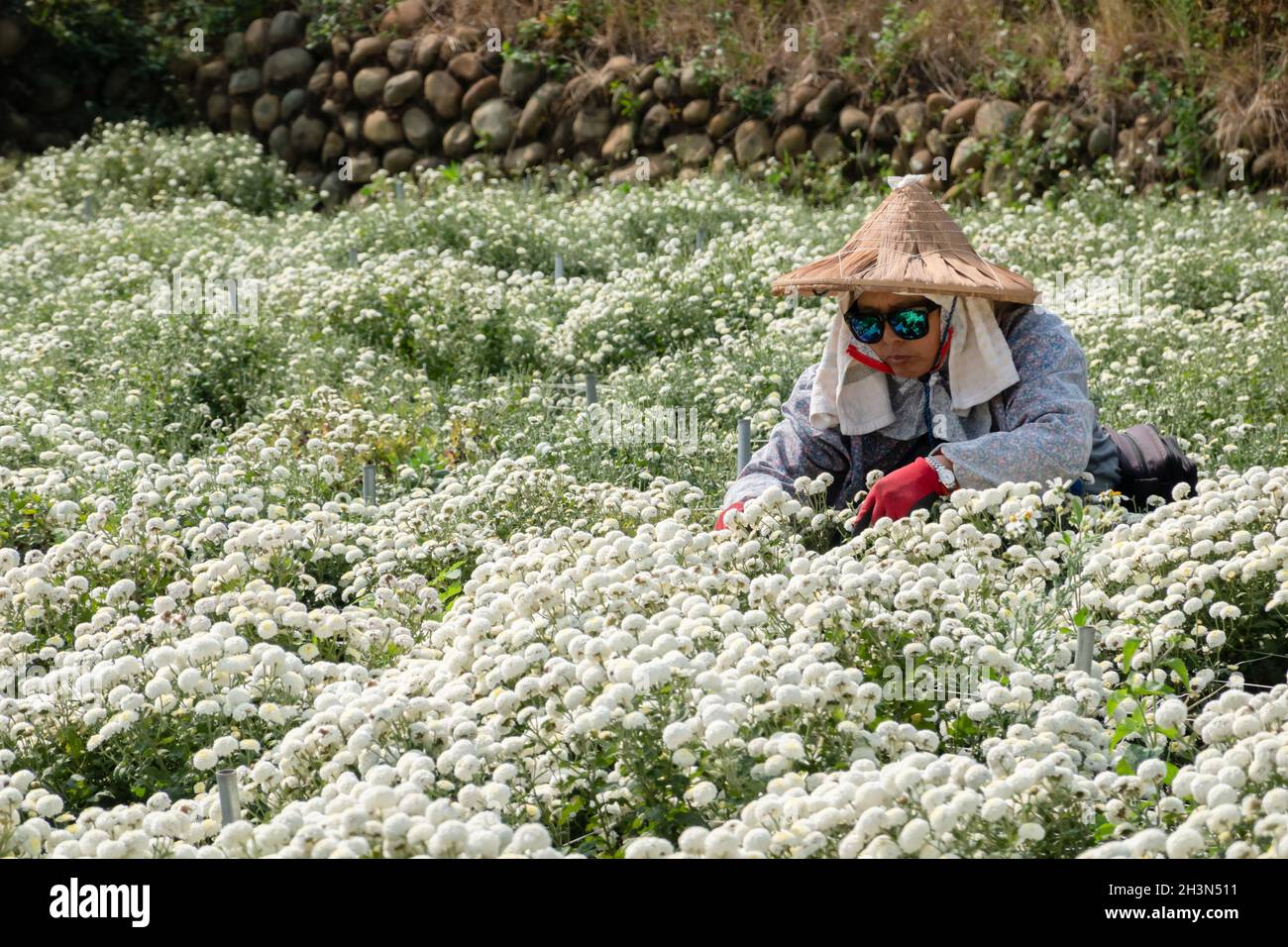 Farmer and flowers hi-res stock photography and images - Alamy