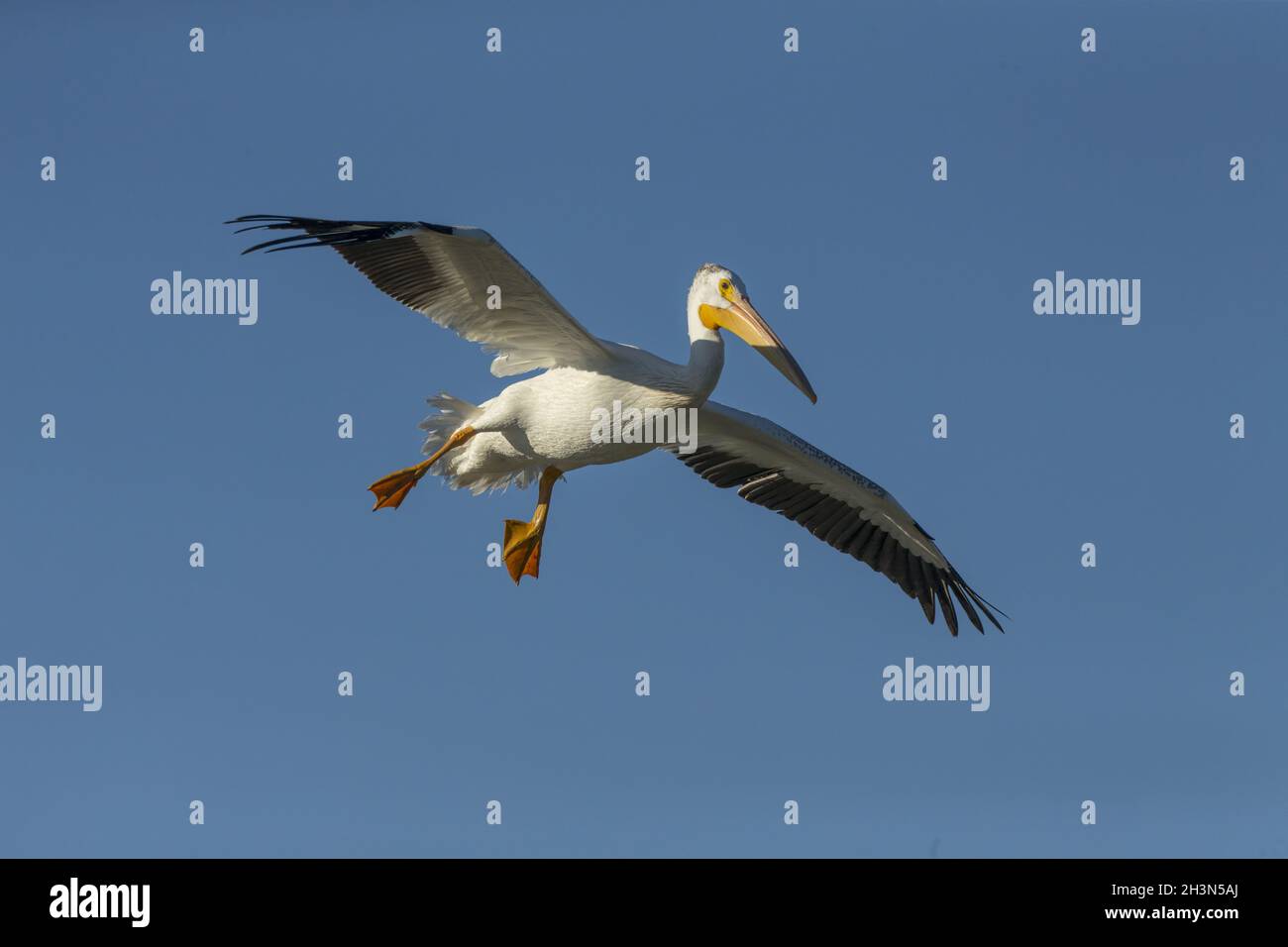 American white pelican in flight Stock Photo - Alamy