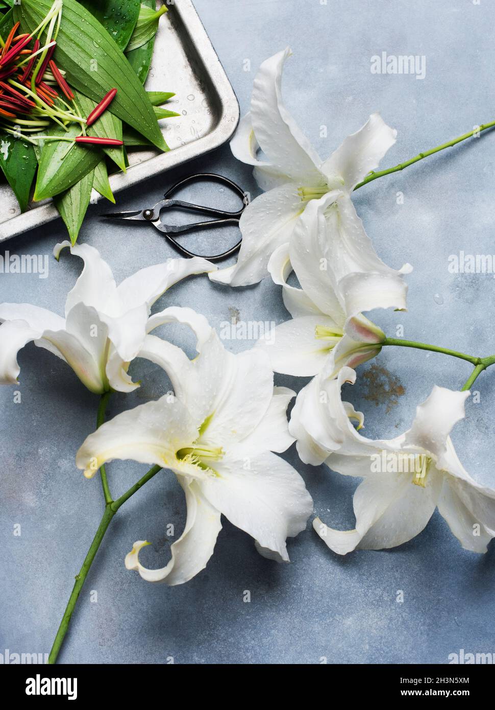 Studio shot of white lilies with cut stamens Stock Photo - Alamy