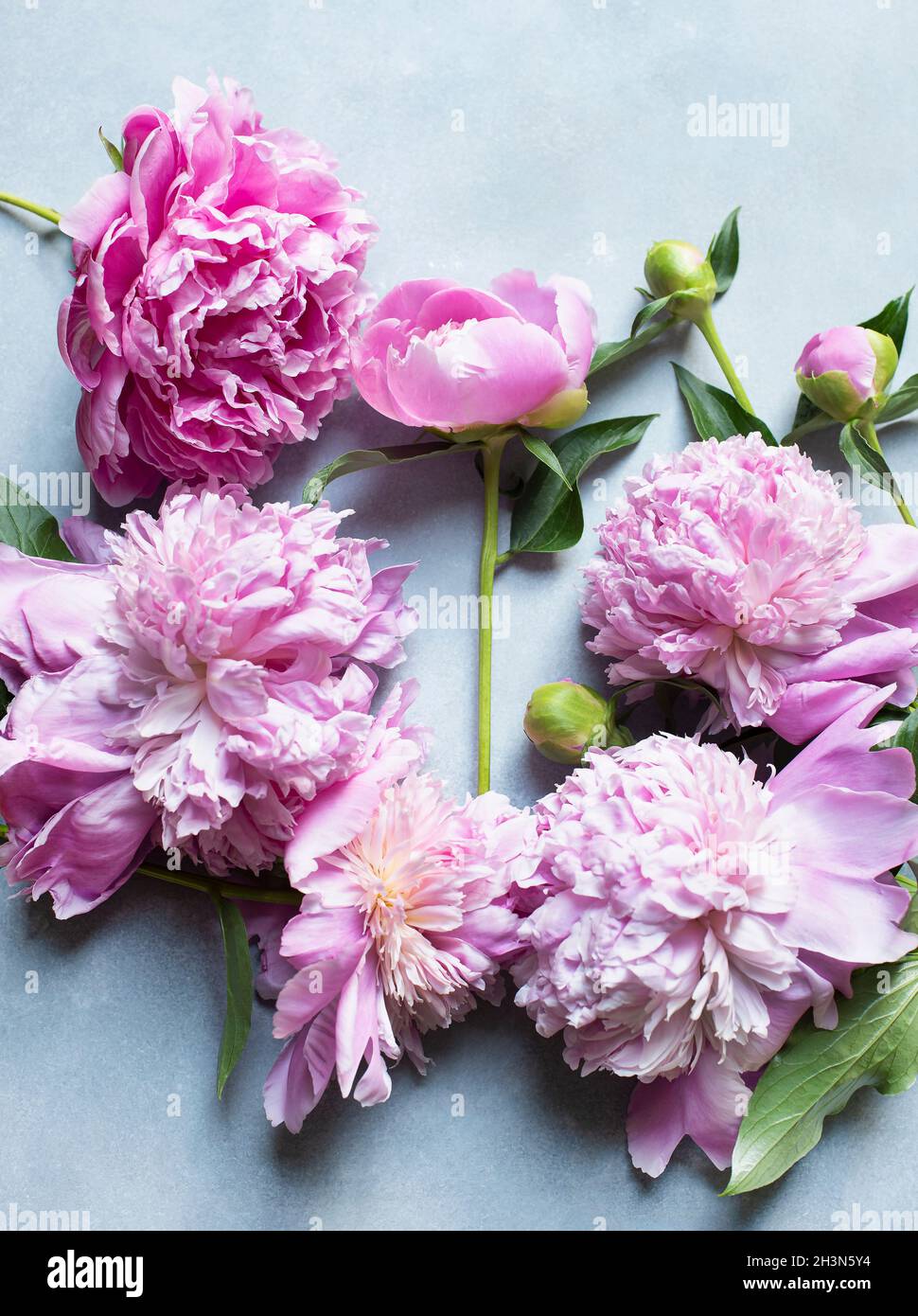 Purple peonies hi-res stock photography and images - Alamy