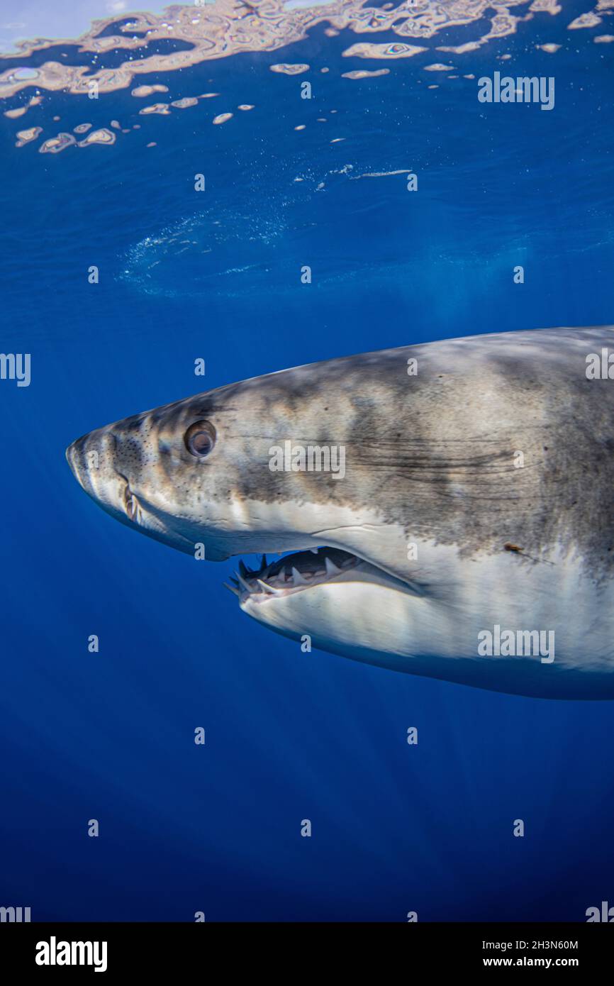 Mexico, Guadalupe, Great white shark underwater Stock Photo - Alamy