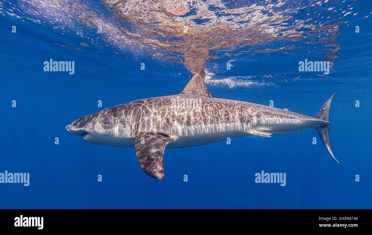 Mexico, Guadalupe, Great white shark underwater Stock Photo - Alamy