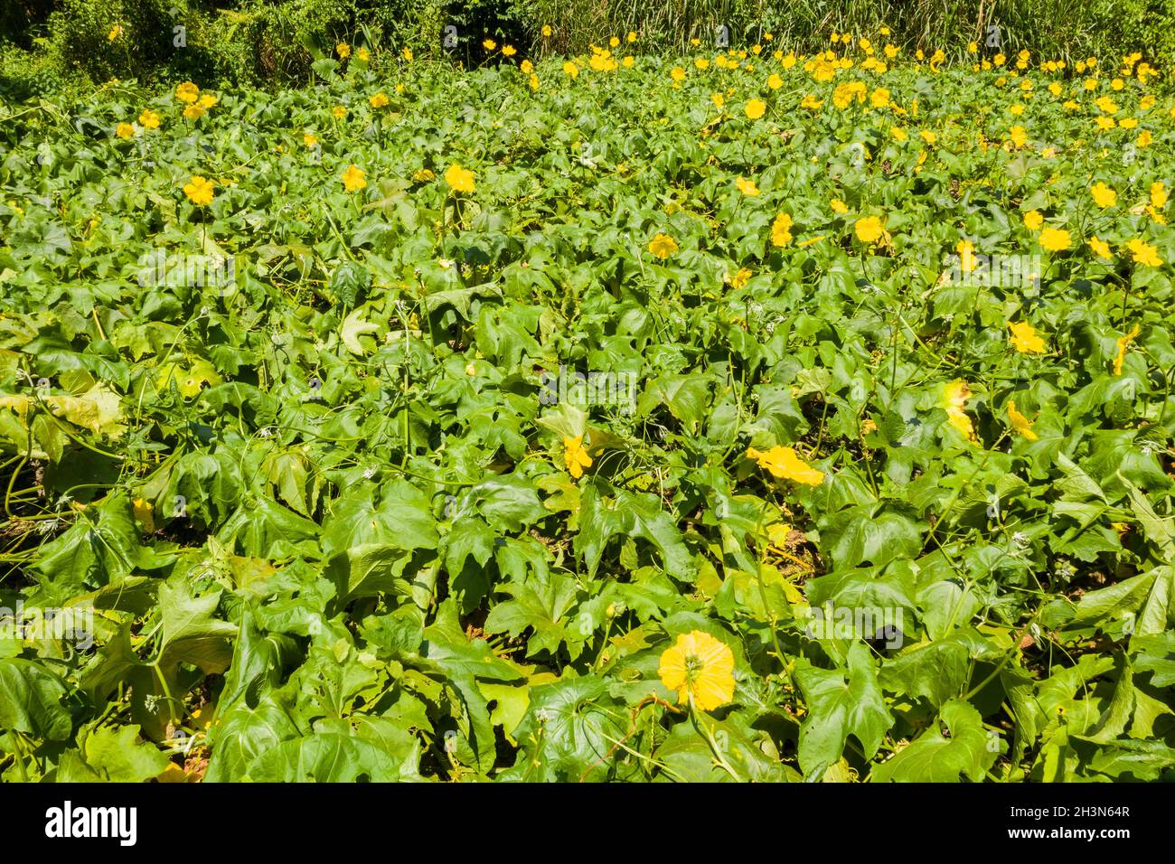 Farm of loofah with yellow flowers Stock Photo - Alamy
