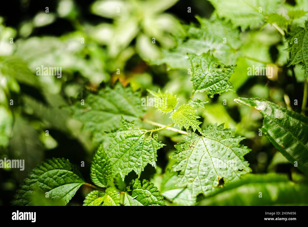 Sting nettle in the tropical forest Stock Photo - Alamy