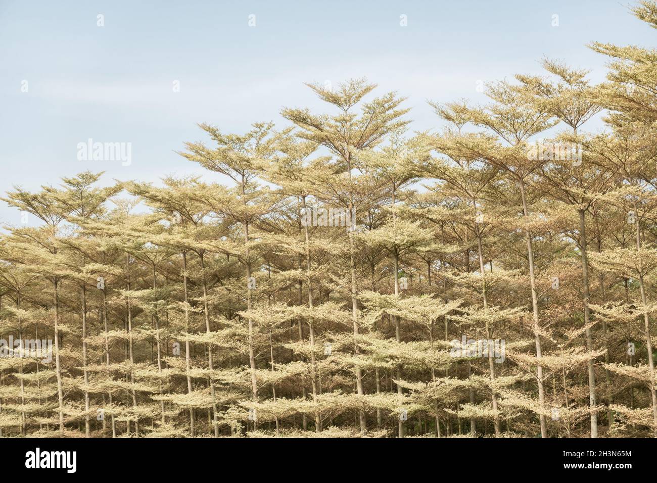 Madagascar Almond forest trees Stock Photo - Alamy