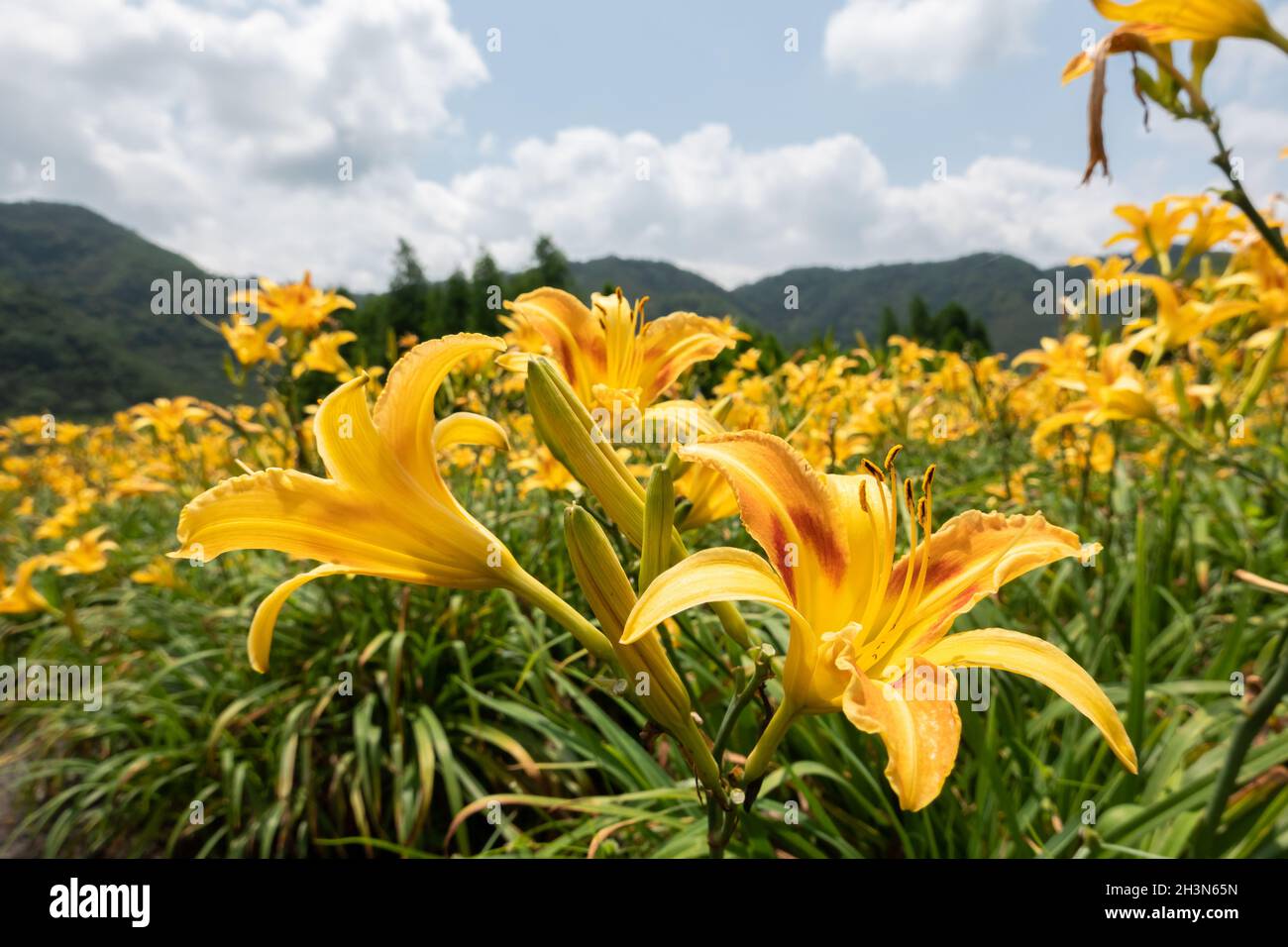 Landscape of tiger lily Stock Photo - Alamy