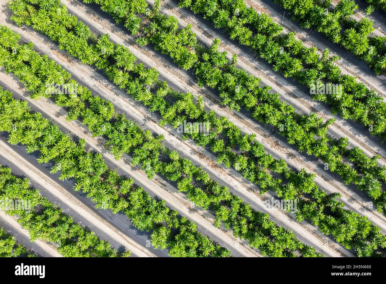 Green farm with vegetable and fruits Stock Photo - Alamy