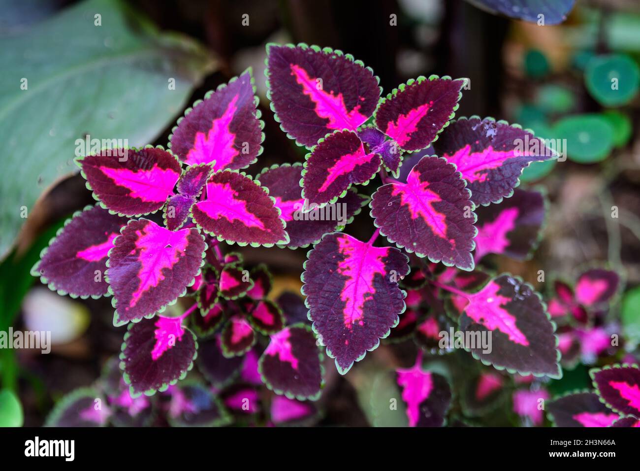 Coleus Blumei