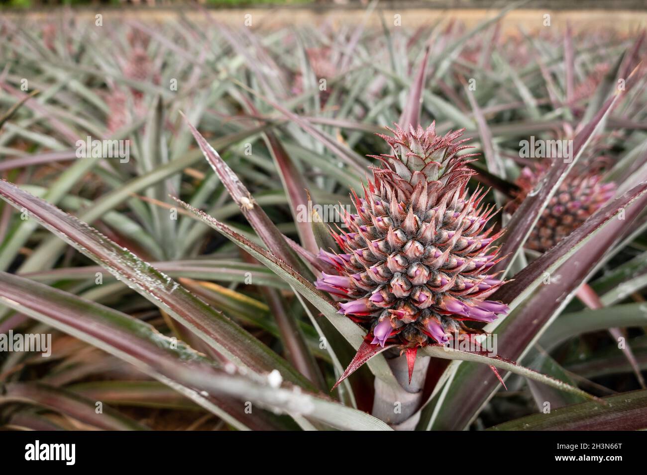 Landscape of pineapple farm Stock Photo - Alamy