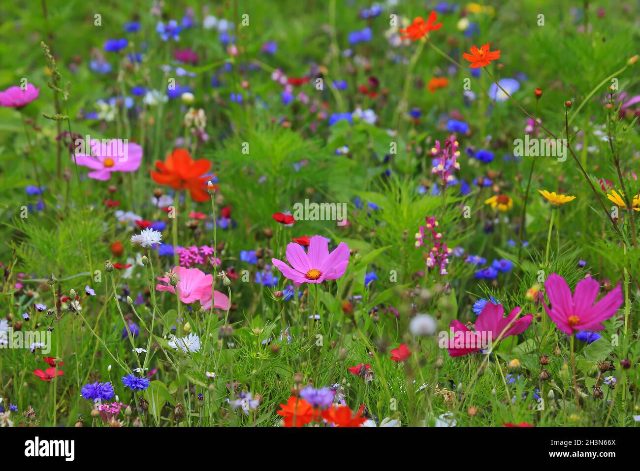 Colorful flower meadow in the primary color green with different wild ...