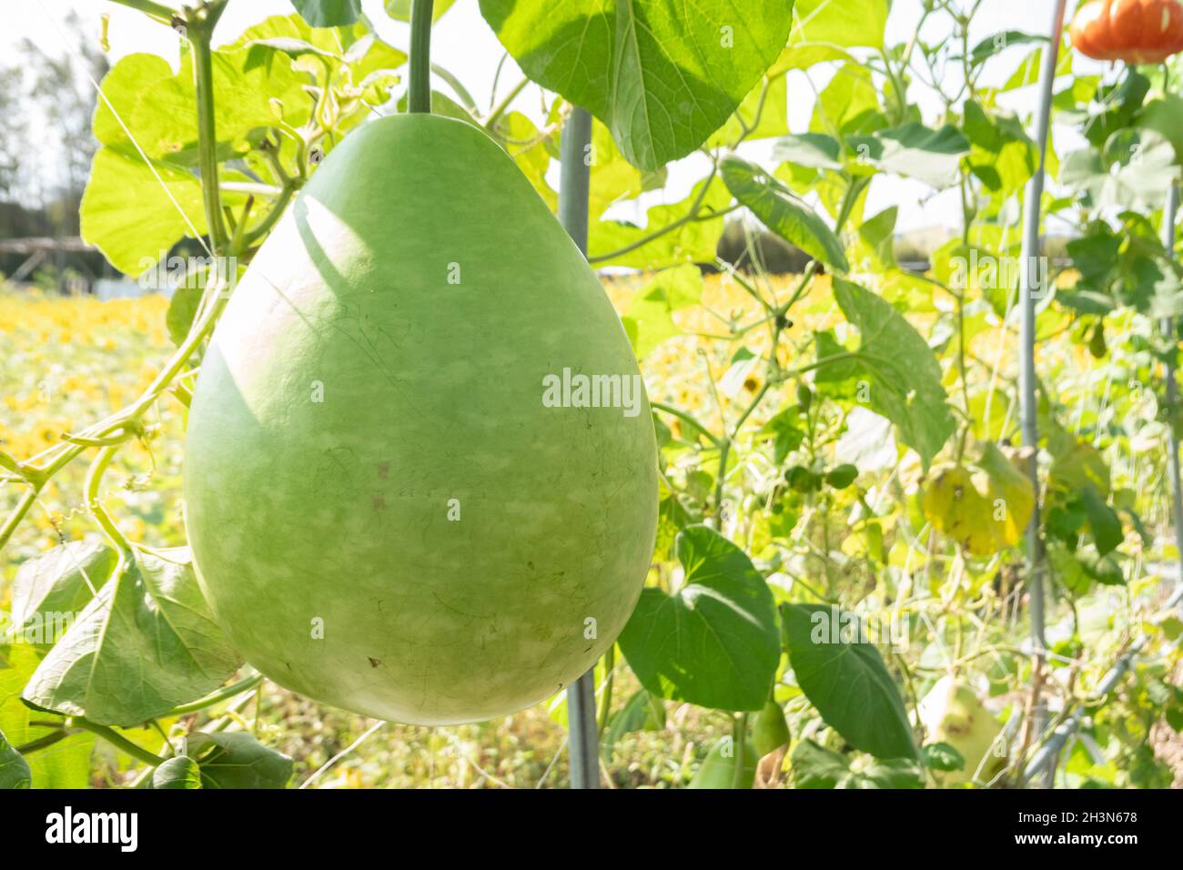 Green bottle gourd Stock Photo - Alamy
