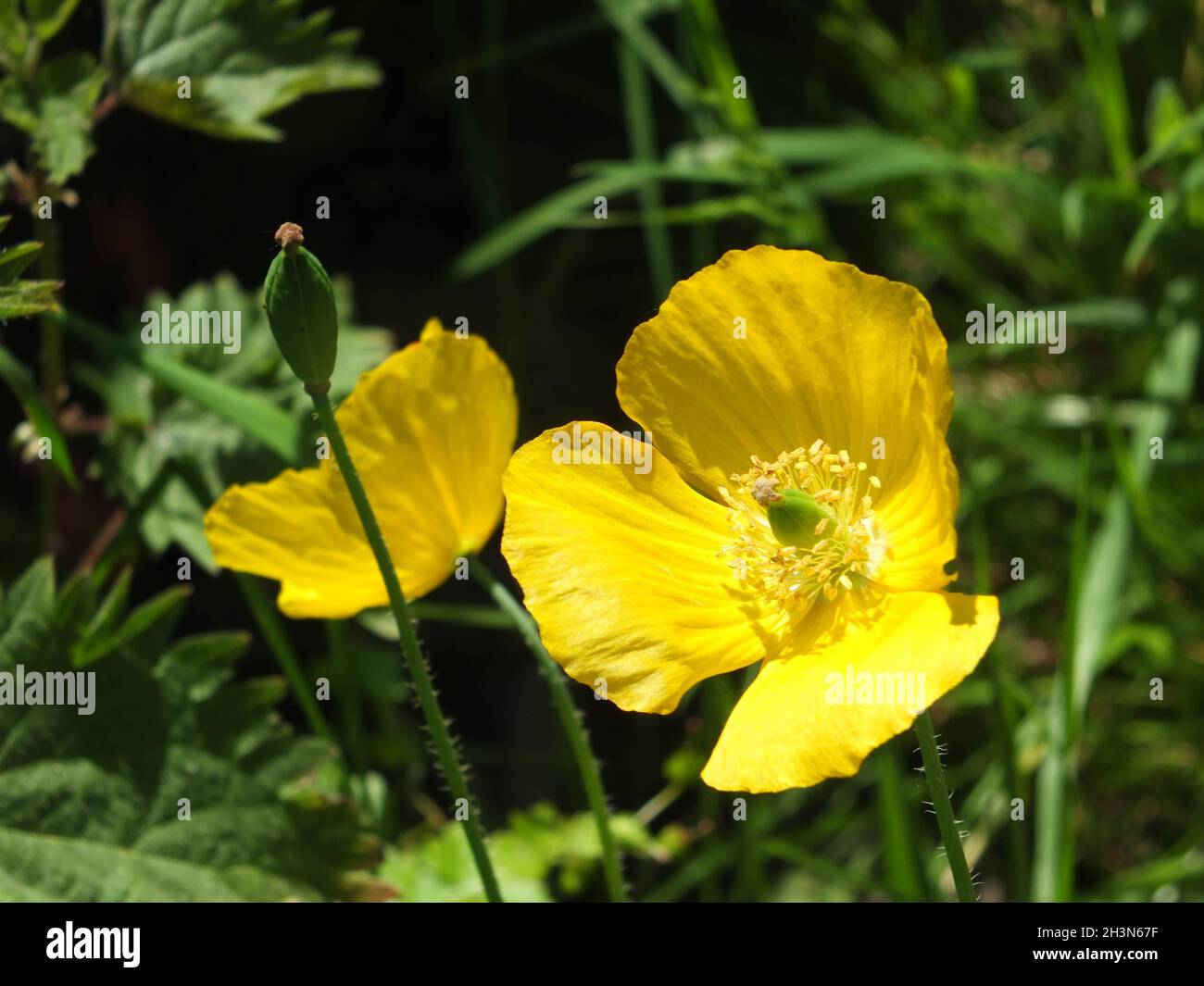 Yellow Poppy Species High Resolution Stock Photography and Images - Alamy