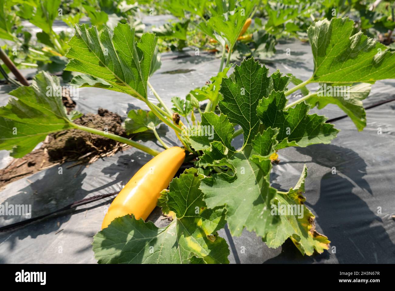 Farm zucchini hi-res stock photography and images - Alamy