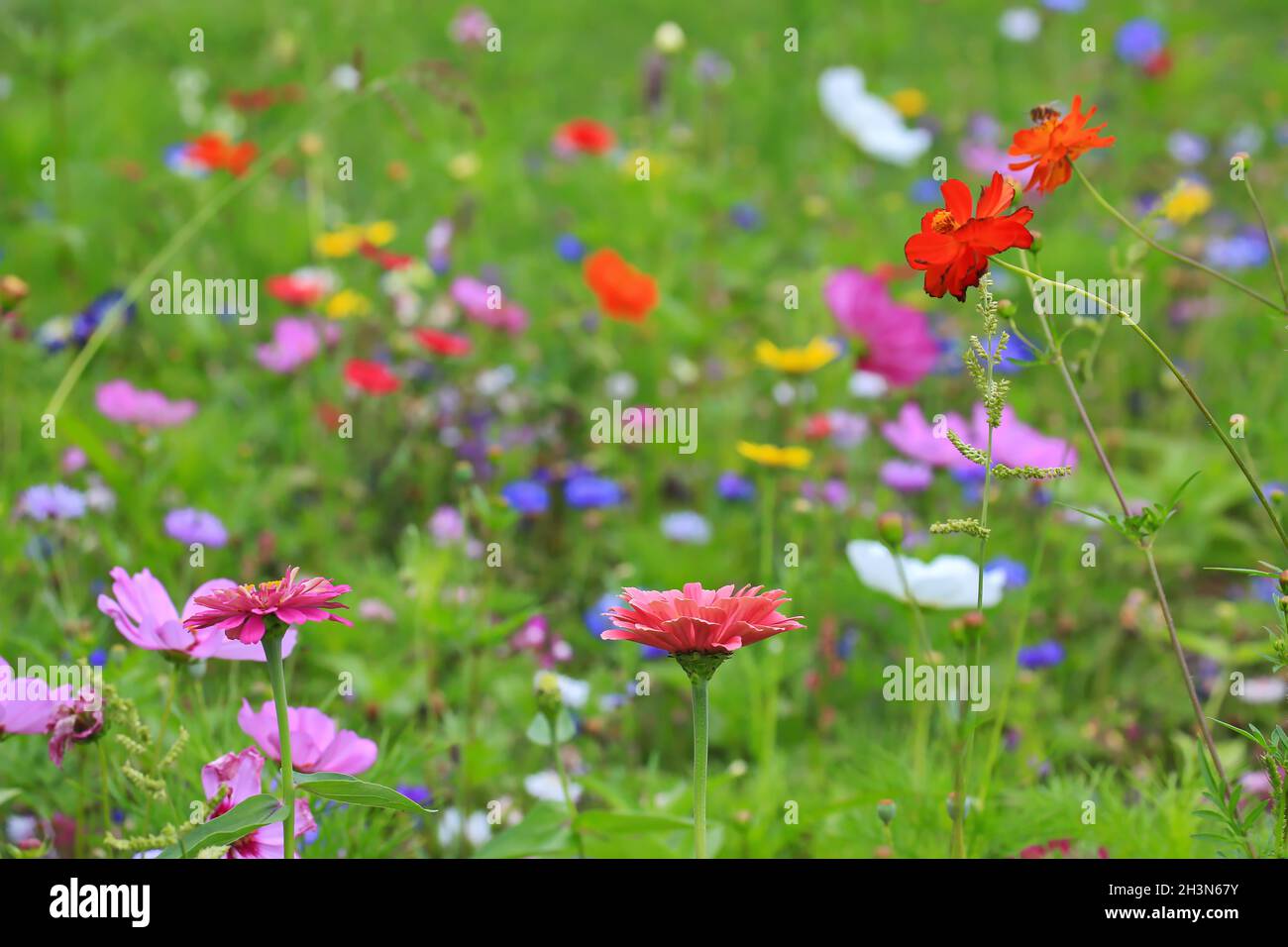 Colorful flower meadow in the primary color green with different wild flowers Stock Photo - Alamy