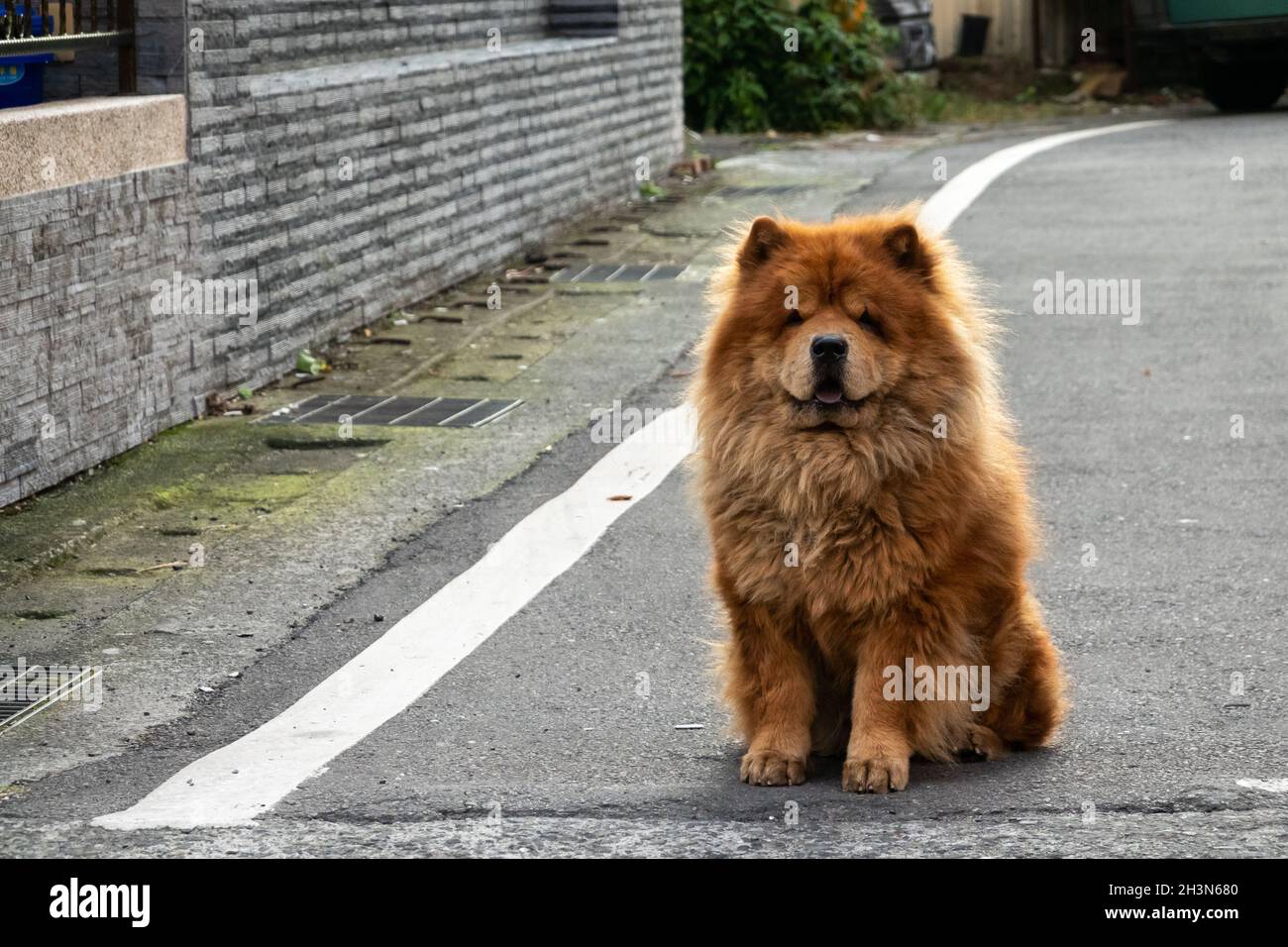 Chow chow dog stand and wait Stock Photo - Alamy