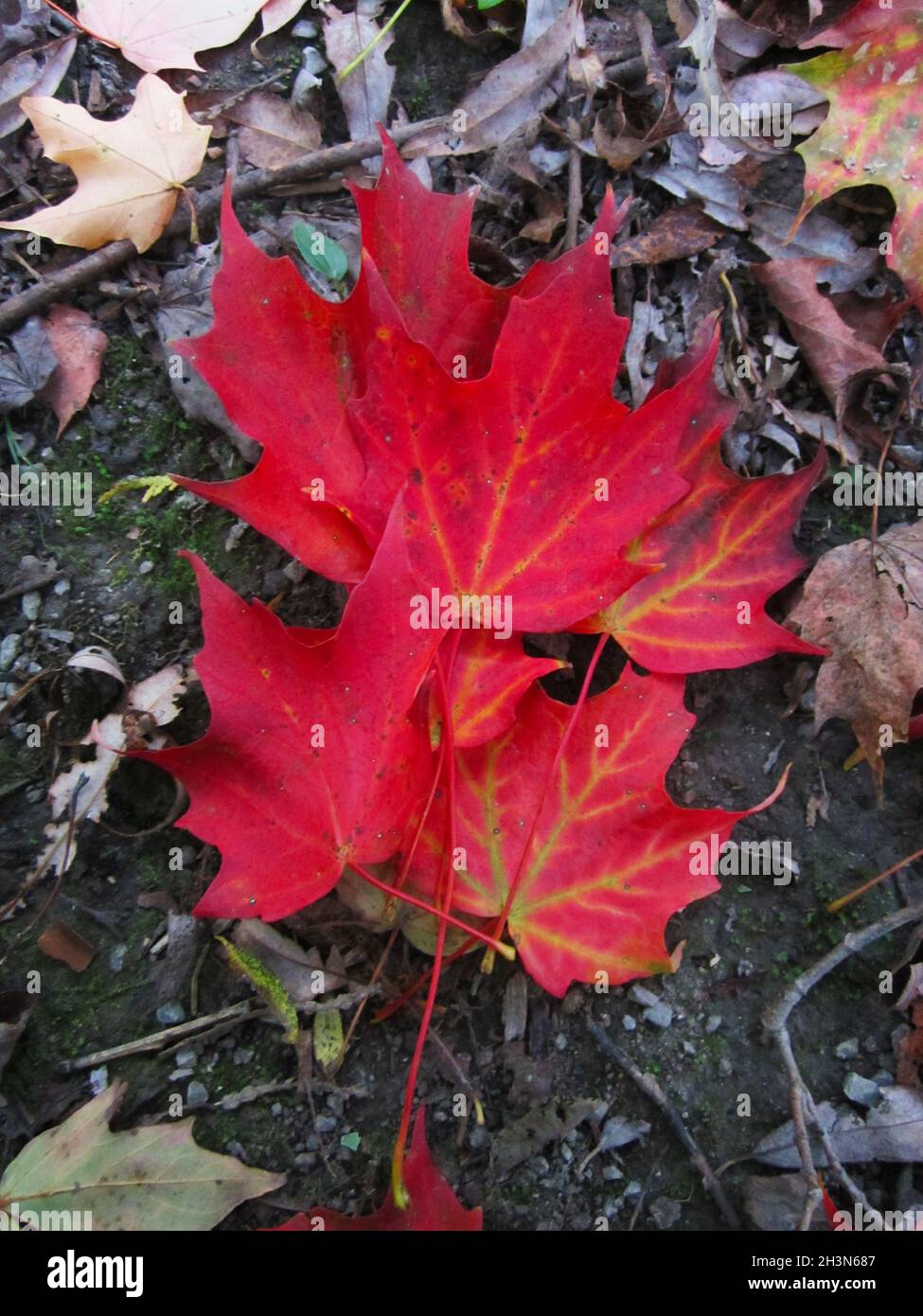 A Stack of Red Maple Leaves on the Ground Stock Photo - Alamy