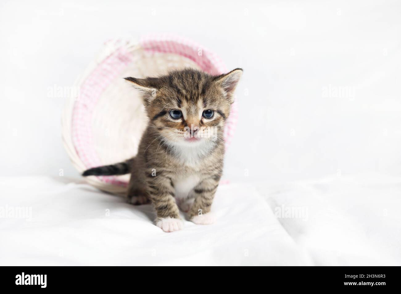 Curious cat little cute hi-res stock photography and images - Alamy