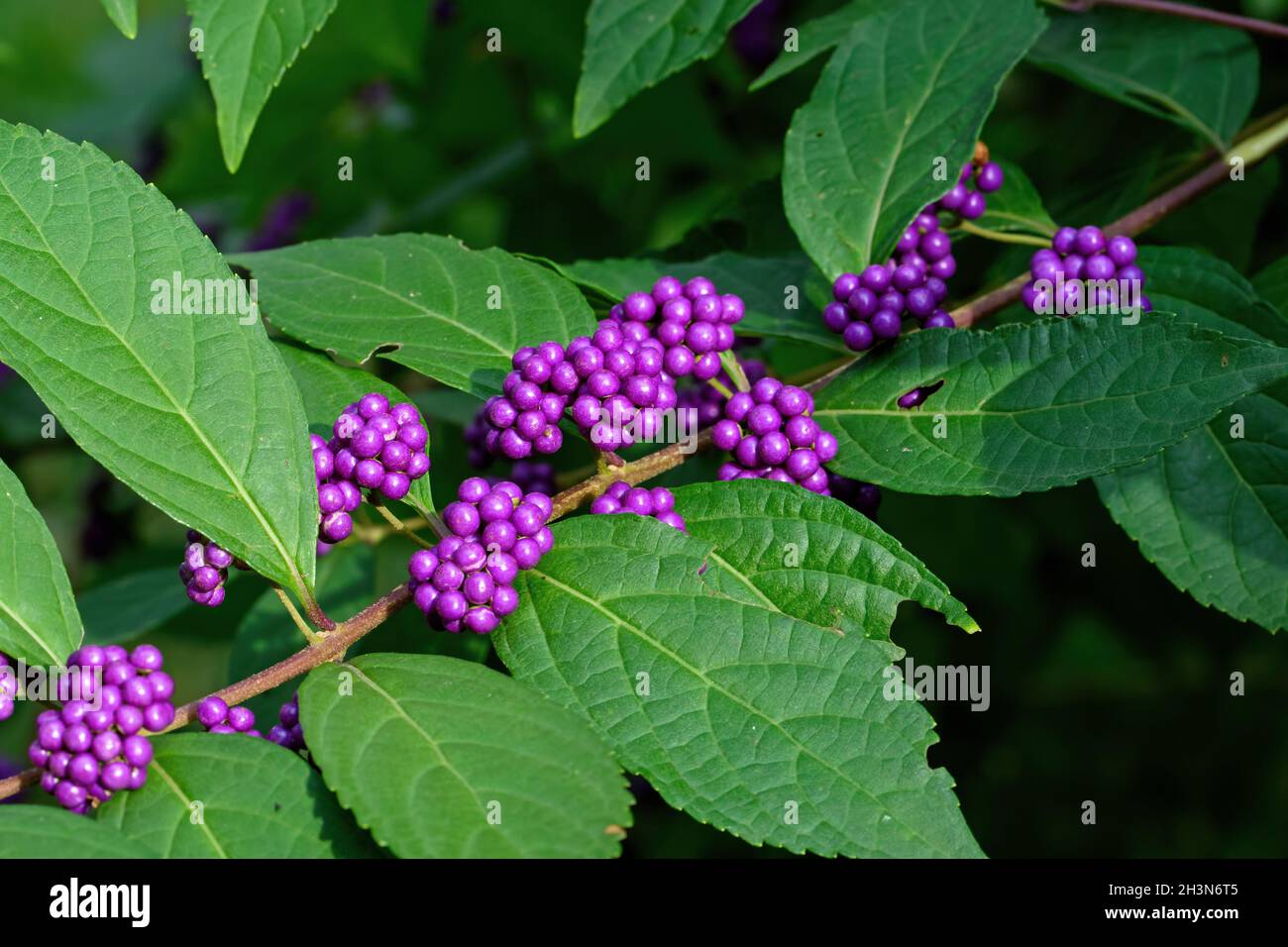 Callicarpa Americana in bright sun. It is a genus of shrubs and small ...